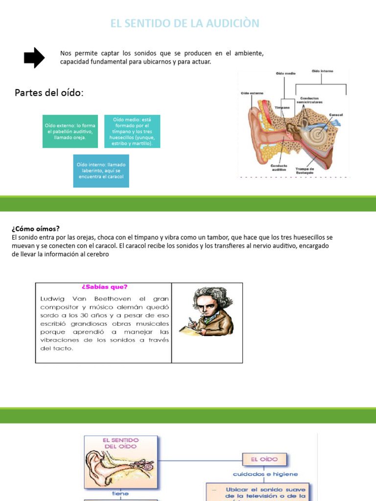 Estructura y Función del Oído | PDF | Artes del Lenguaje y Comunicación