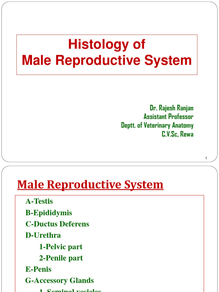Histology of Male Reproductive System | PDF | Epithelium | Testicle