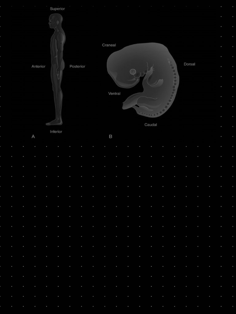 Términos de Posición Anatómica - 240520 - 190621 | PDF