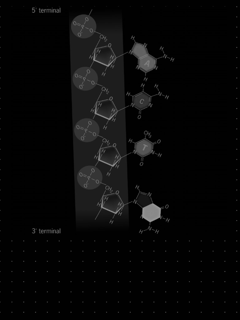 Estructura Del Nucleótido Básica - 240520 - 190754 | PDF