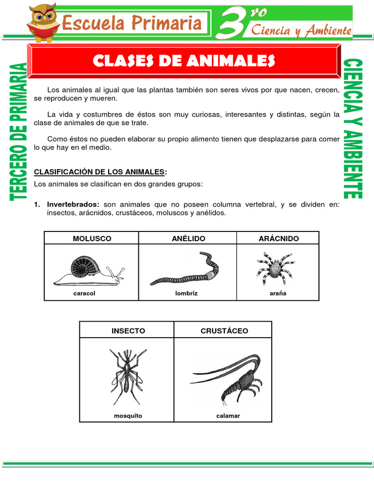 Clasificación de Animales para Primaria | PDF | Vertebrados | Zoología