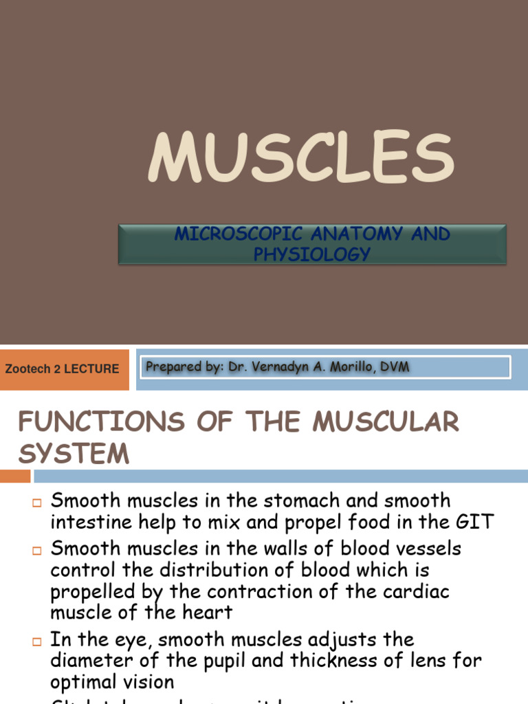 Muscular System Anatomy and Physiology | PDF | Muscle | Muscle Contraction