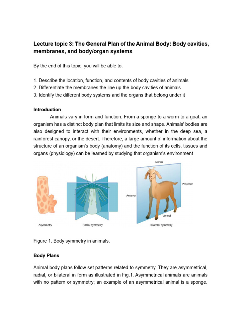 Lecture Topic 3 - Body Plan | PDF | Anatomy