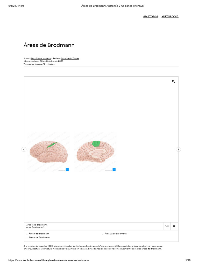 Áreas de Brodmann: Anatomía y Funciones | PDF | Lóbulo temporal | Memoria