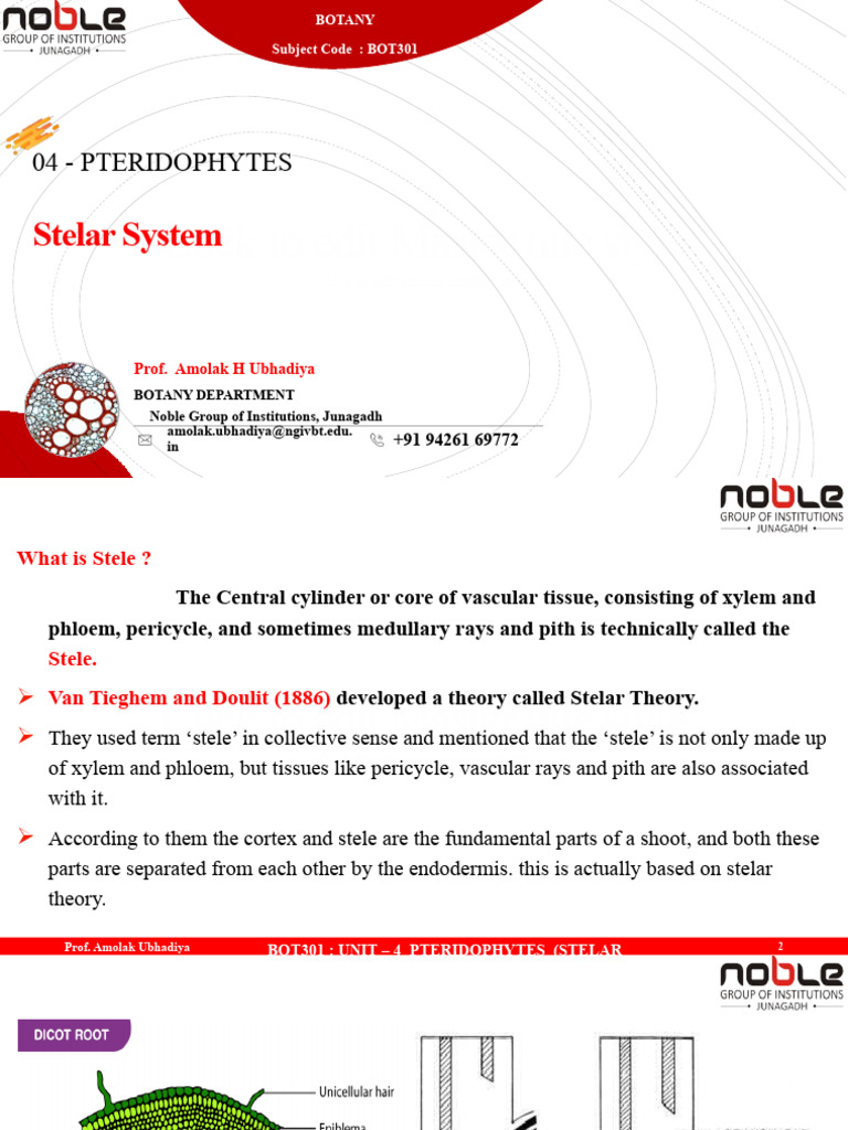 Stelar Theory One of The Best Topic of Botany | PDF | Plant Stem | Biology
