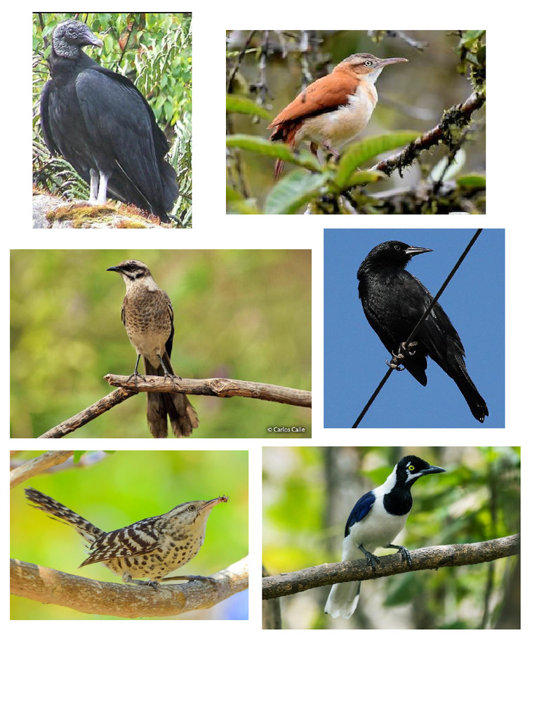 Aves de Piura | PDF