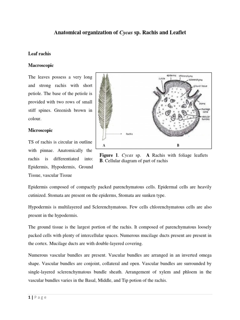Cycas Leaflet and Rachis 17.05.24 | PDF | Leaf | Tissue (Biology)
