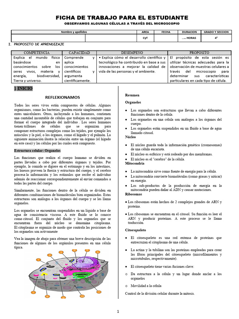 Estructura y Función de Organelos Celulares | PDF | Biología Celular ...