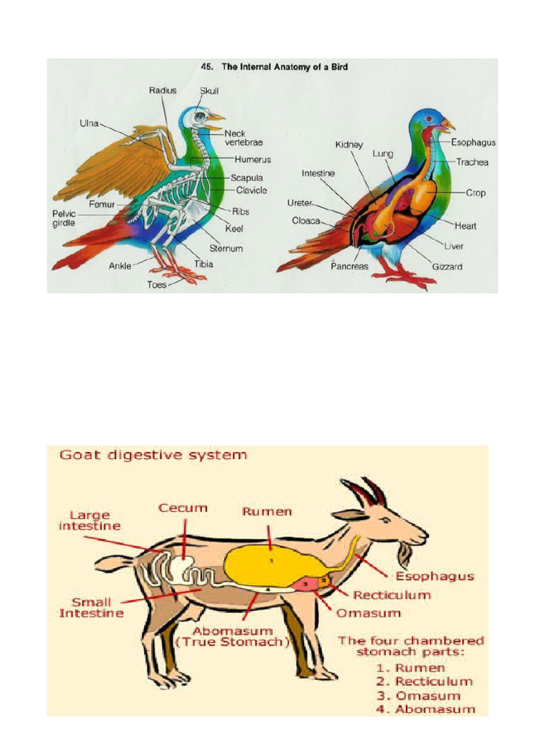 Animal | PDF