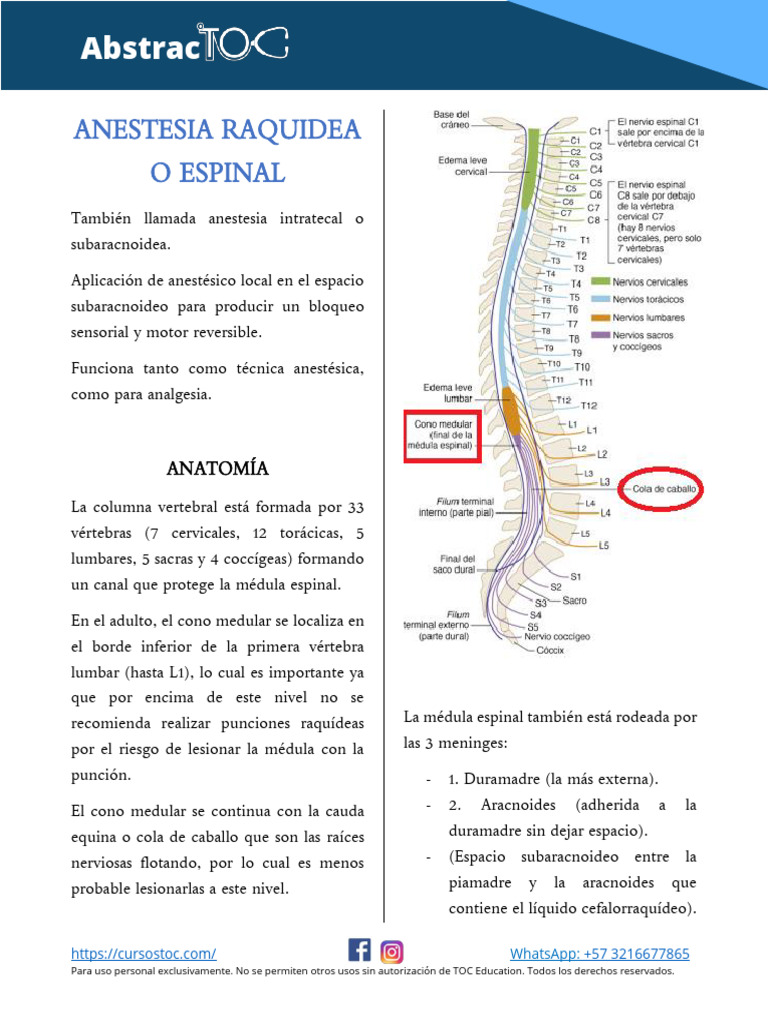 AbstracTOC. Anestesia espinal o raquídea (1) | PDF | Médula espinal ...