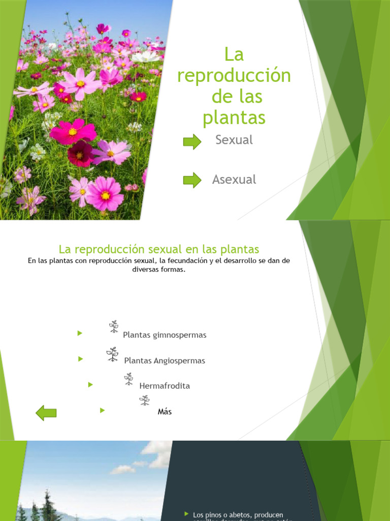 La Reproducción de Las Plantas | PDF