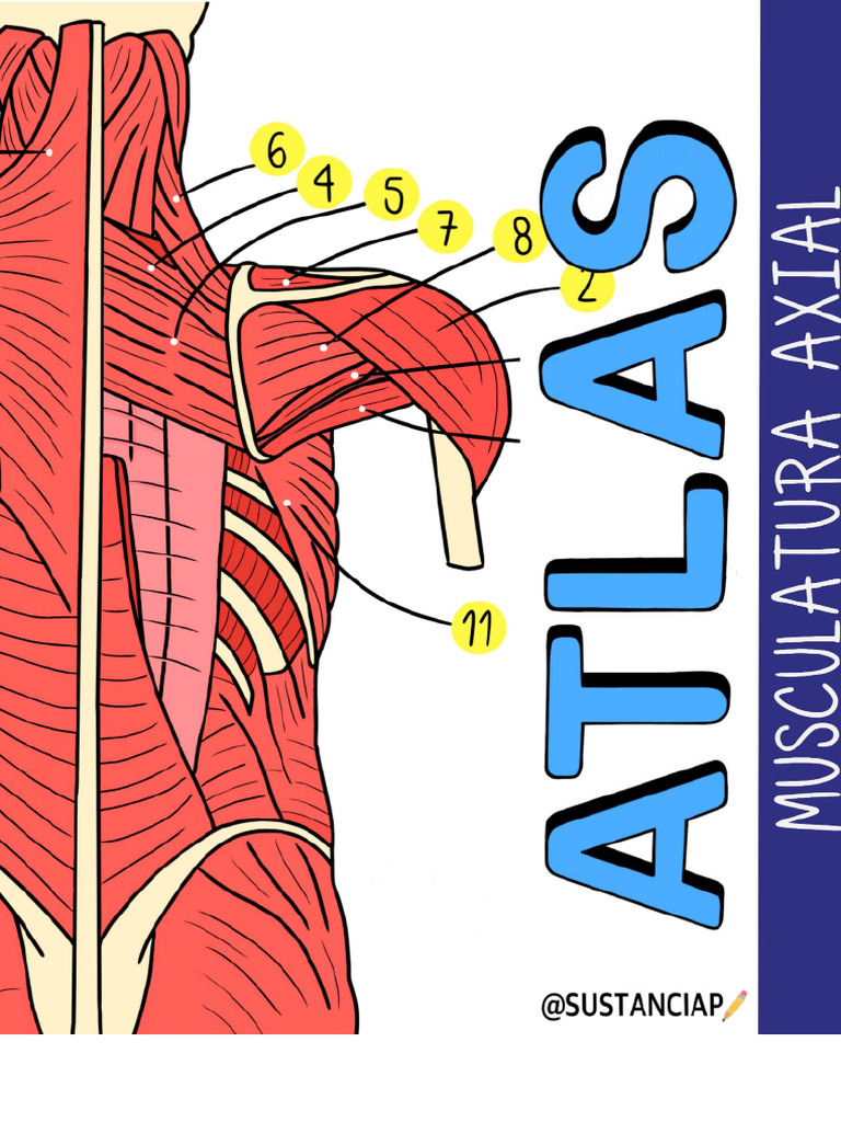 Atlas Musculatura Axial 360 Medics | PDF
