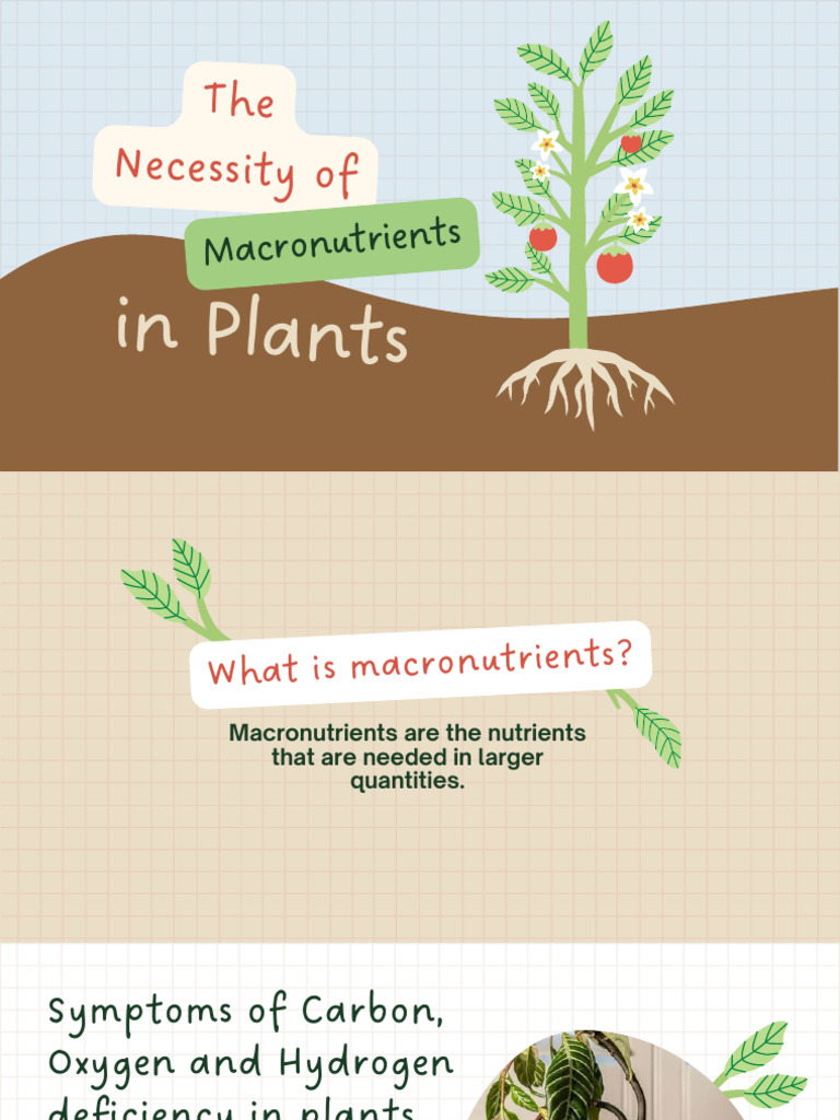 Macronutrients | PDF | Plant Nutrition | Nutrients