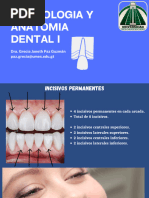 Canino Inferior Descripción | PDF | Odontología | Ramas de Odontología