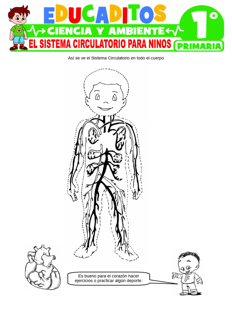 El Sistema Circulatorio Para Ninos Primer Grado De Primaria Pdf
