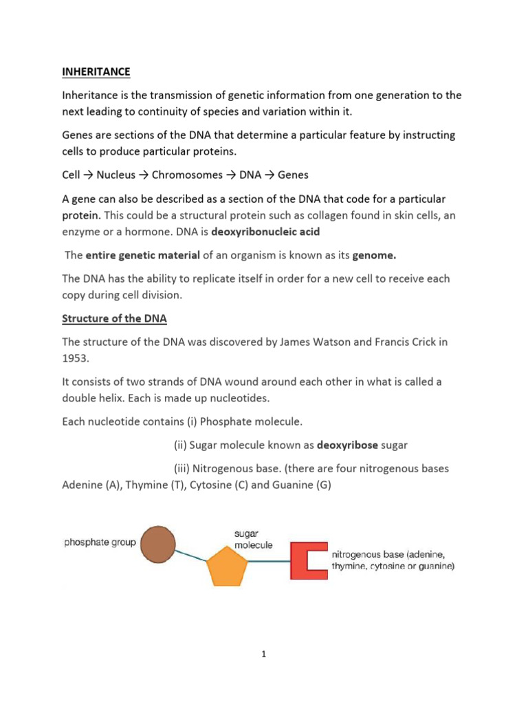 Inheritance: Structure of The DNA | PDF | Dna | Rna