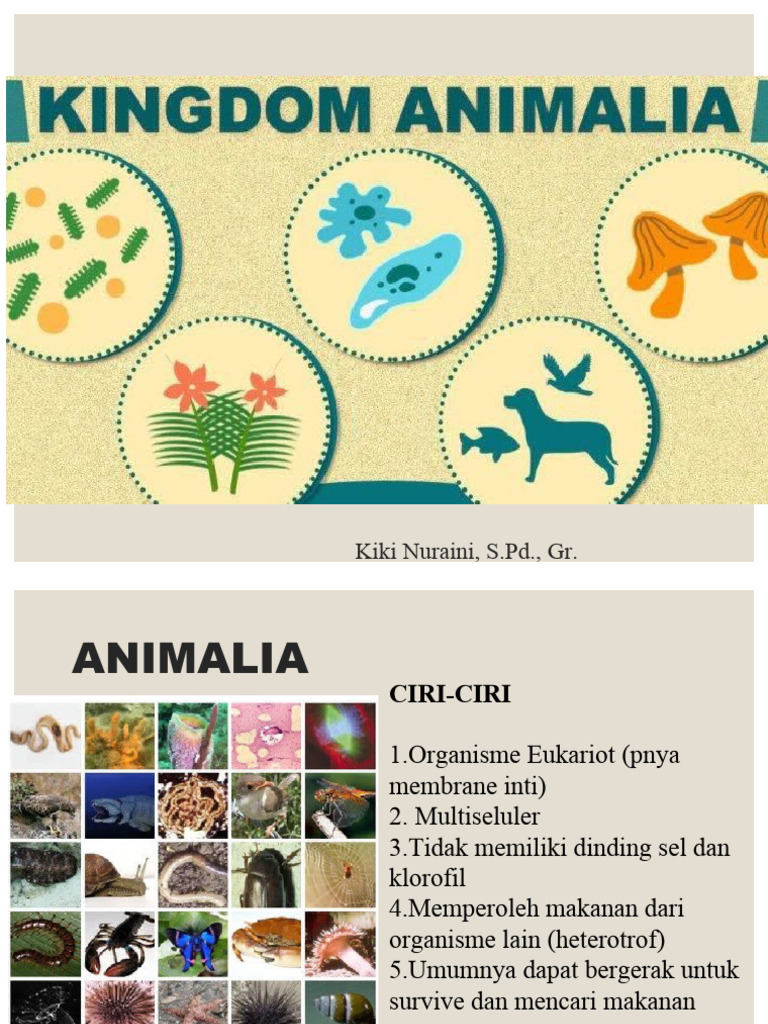 ANIMALIA | PDF