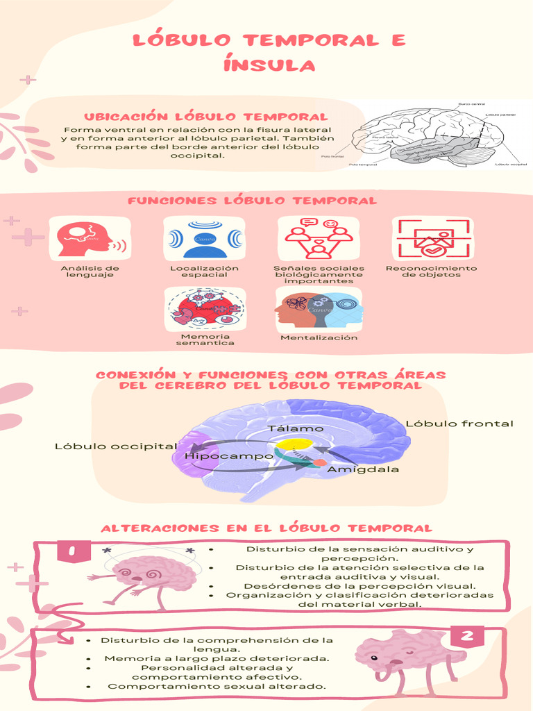 Infografia Lobulo Temporal e Insula | PDF | Lóbulo temporal | Corteza Insular