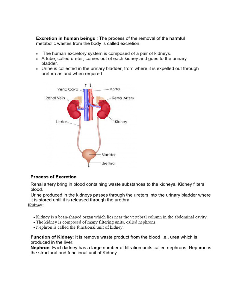 Life Processes-Notes - EXCRETION | PDF