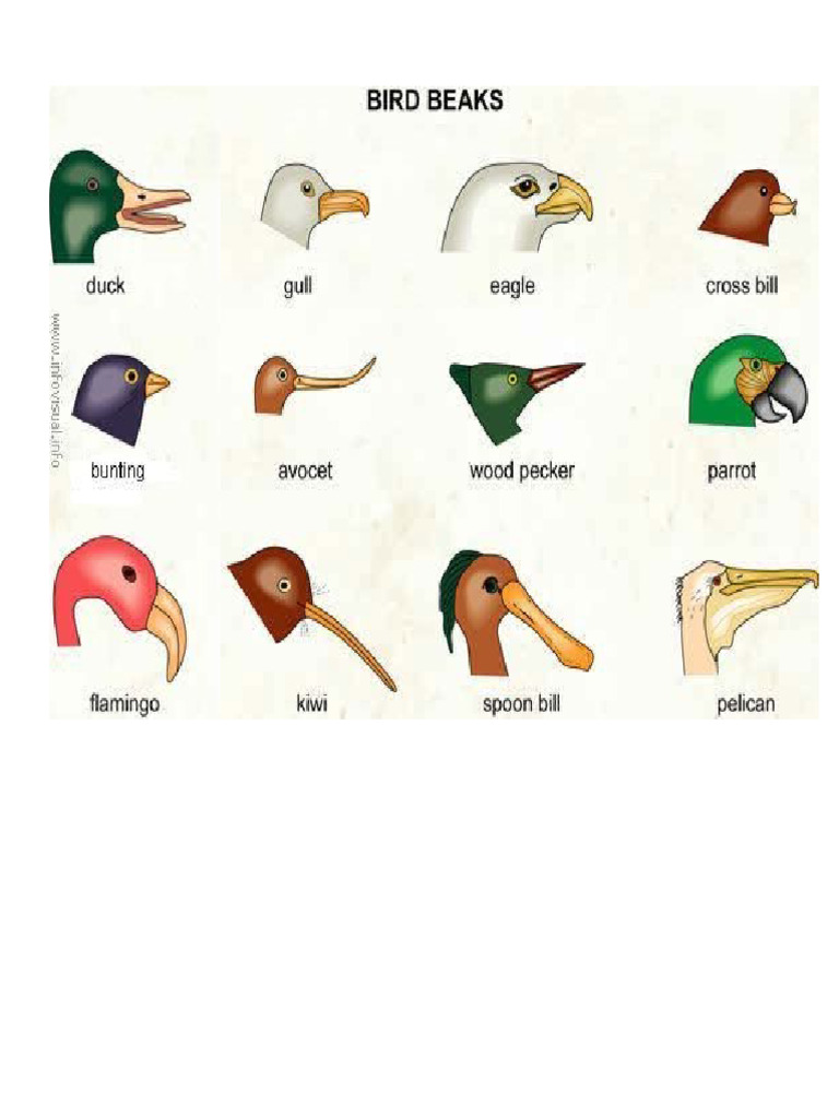 Bird Beaks | PDF
