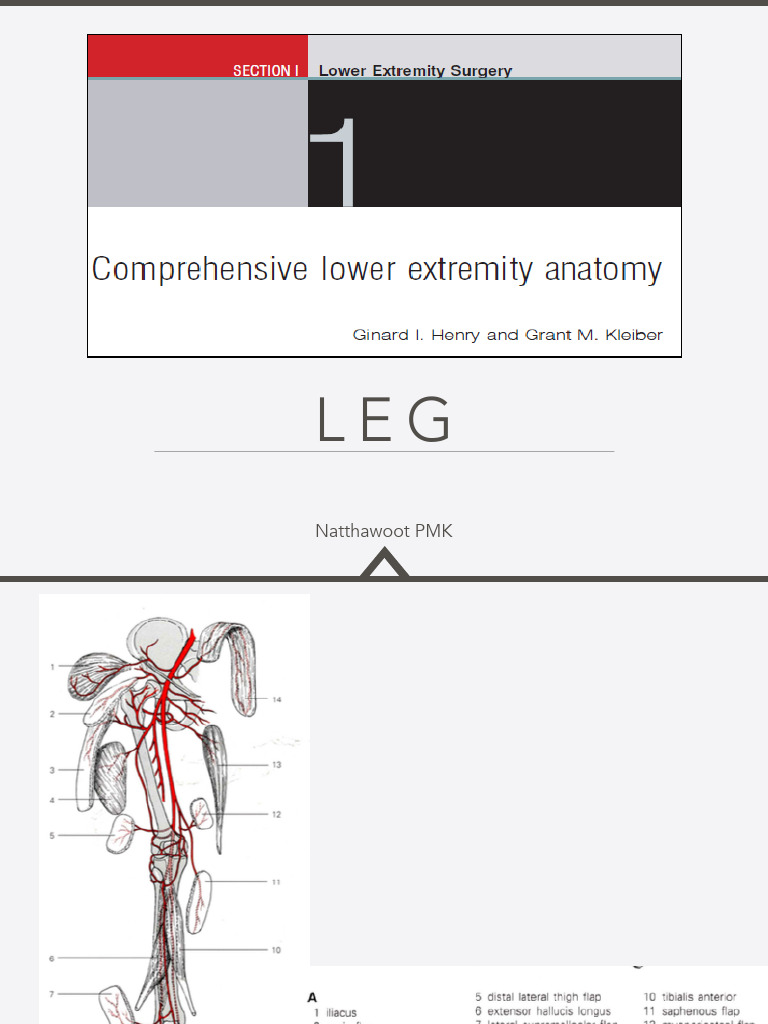 Comprehensive Lower Ext (Leg) | PDF