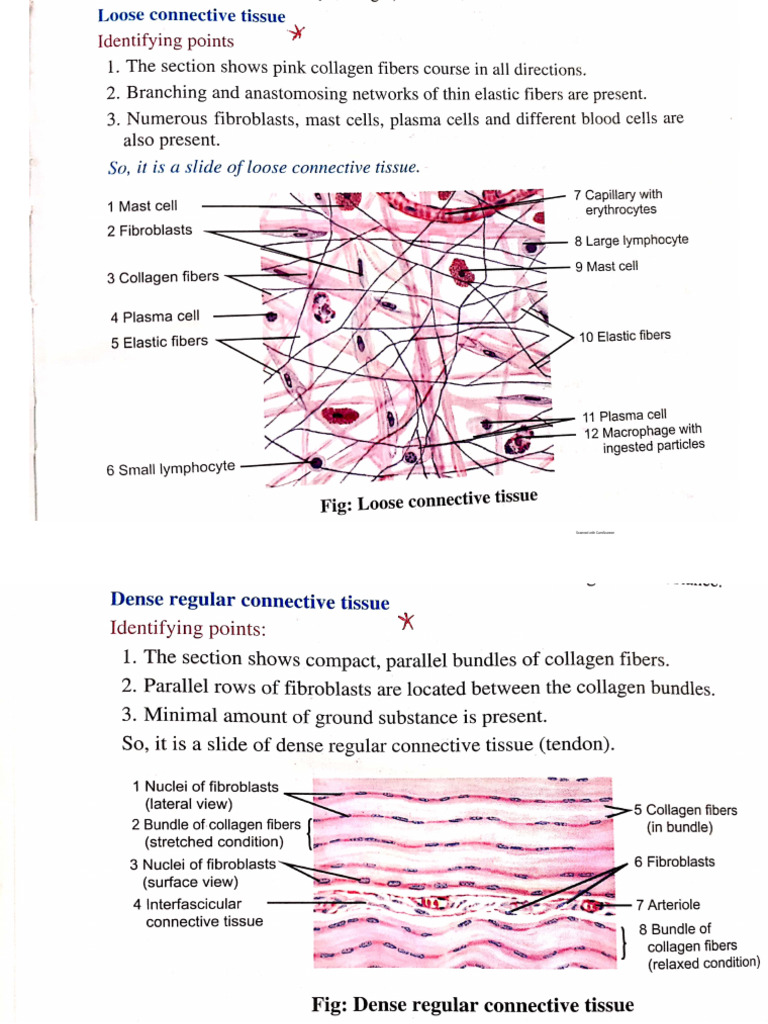 HISTOLOGY Slide Identifying Points | PDF