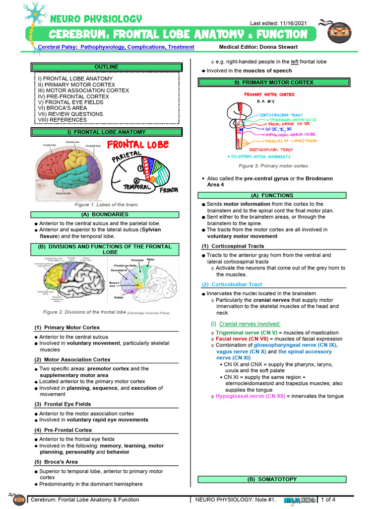 073 Neurology Physiology Cerebrum Frontal Lobe Anatomy & Function | PDF ...