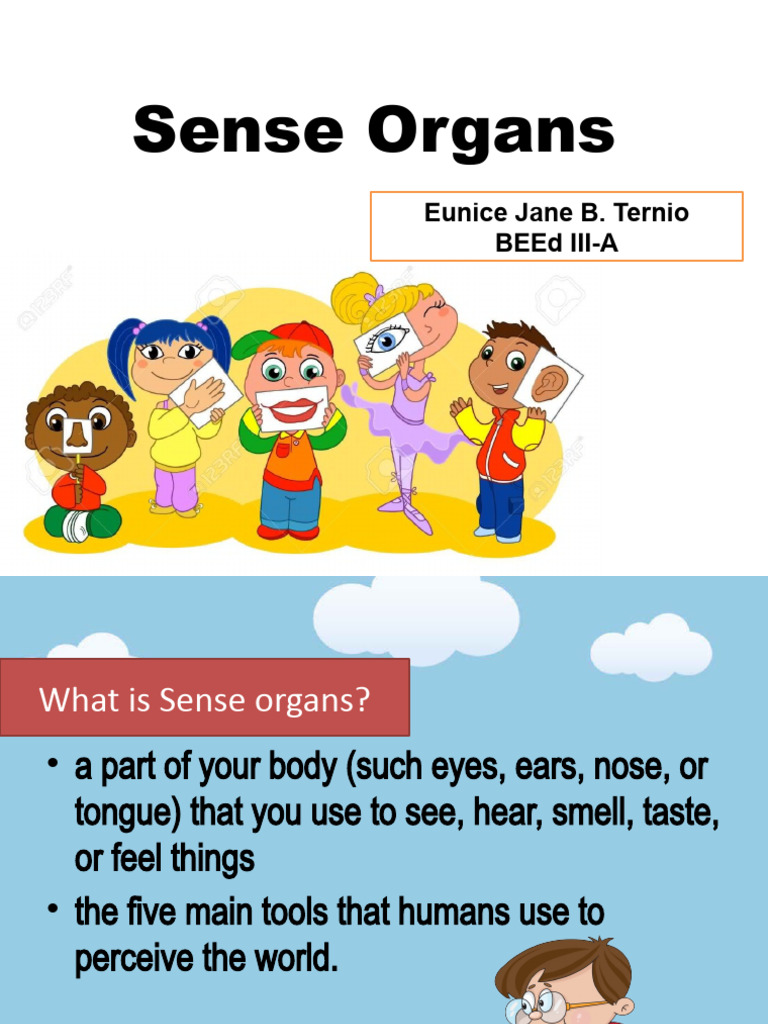 Understanding Human Sense Organs | PDF | Senses | Ear