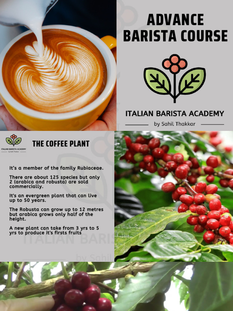 Advance Barista Video Course Book | PDF | Coffee | Drink