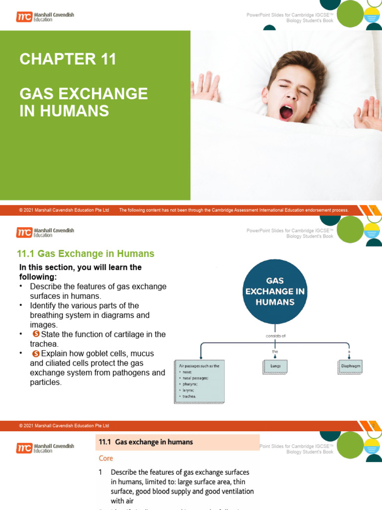 Gas Exchange in Humans: IGCSE Biology | PDF | Cellular Respiration ...