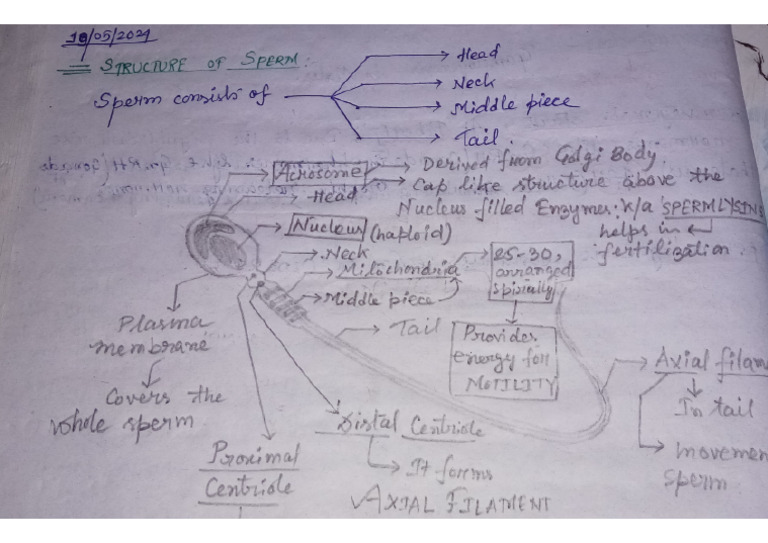 Structure of sperm | PDF
