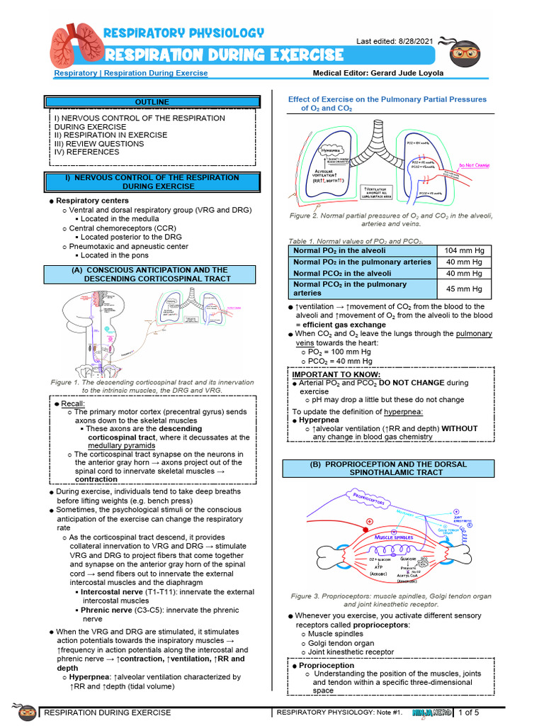 Respiration During Exercise Atf | PDF | Respiratory System | Physiology