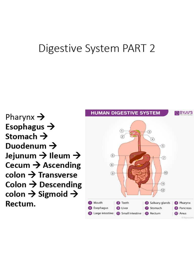 Digestive System PART 2 | Download Free PDF | Gastrointestinal Tract ...