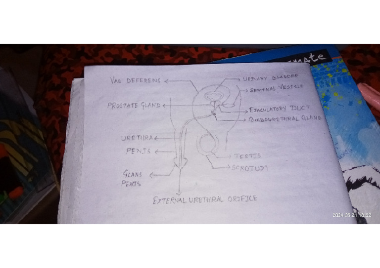 Male Reproductive System Pdf