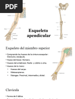 Marcas Oseas | PDF | Sistema musculoesquelético | Sistema esquelético