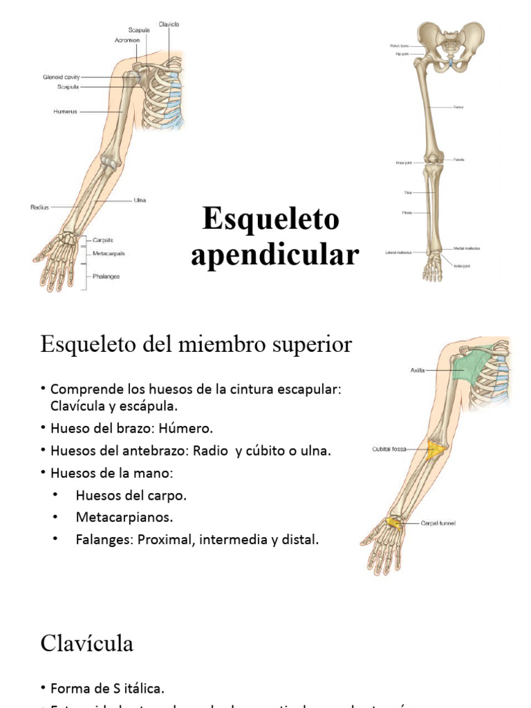 Esqueleto Apendicular Pdf Anatomía Humana Sistema Esquelético