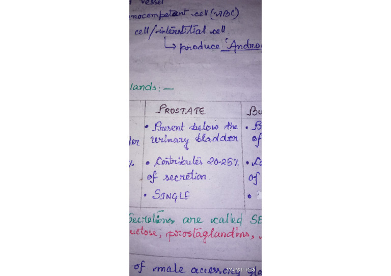 Prostate Gland | PDF