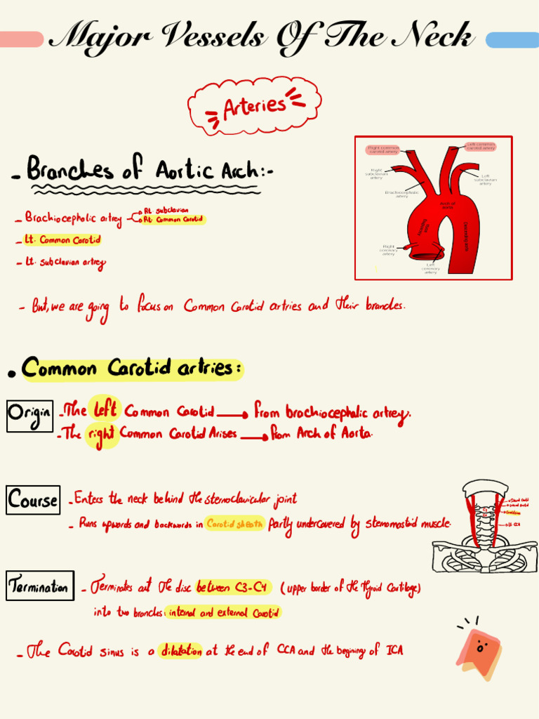 L5 - Major Vessels of The Neck | PDF | Common Carotid Artery | Vein