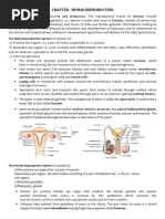 Class 12 Human Reproduction Notes | PDF | Menstrual Cycle | Testicle