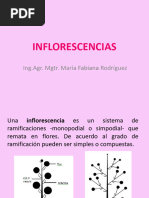 Morfología de Inflorescencias Vascuales | PDF | Botánica | Ramas de la ...