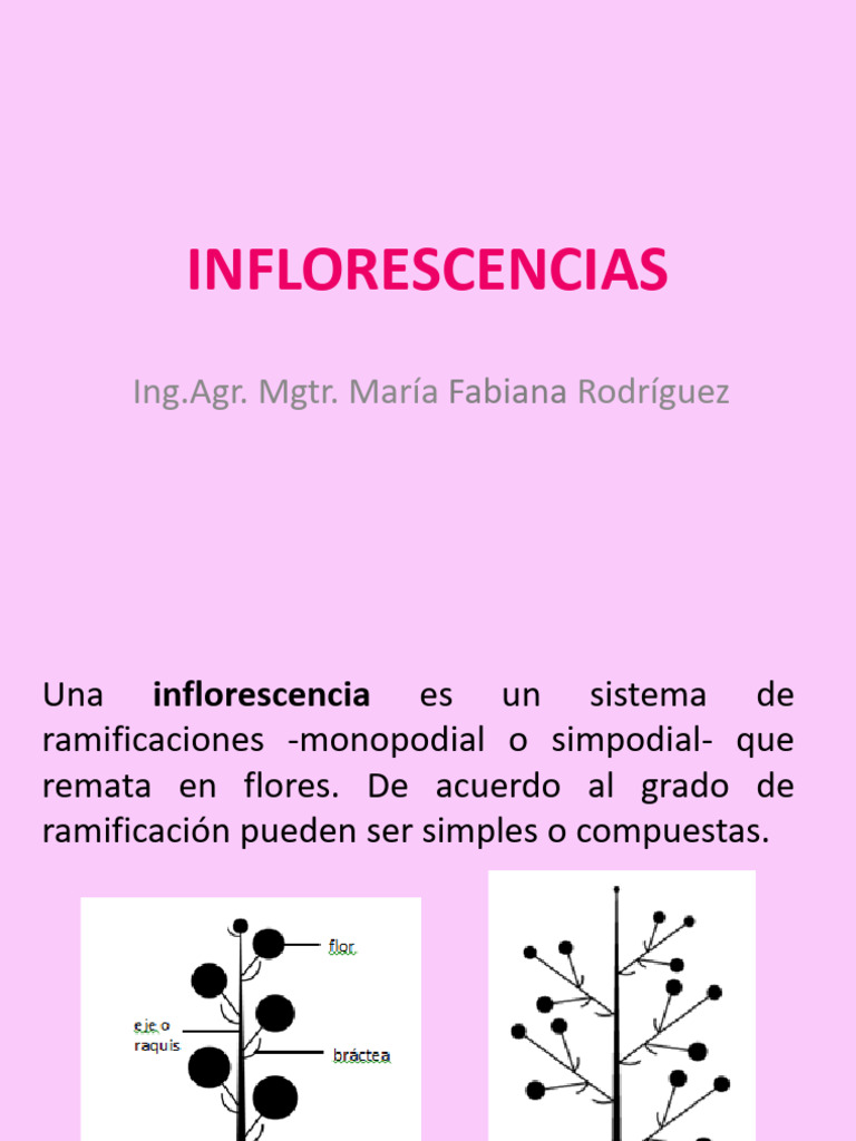 Tipos de Inflorescencias en Botánica | PDF | Hogar, jardinería y ...