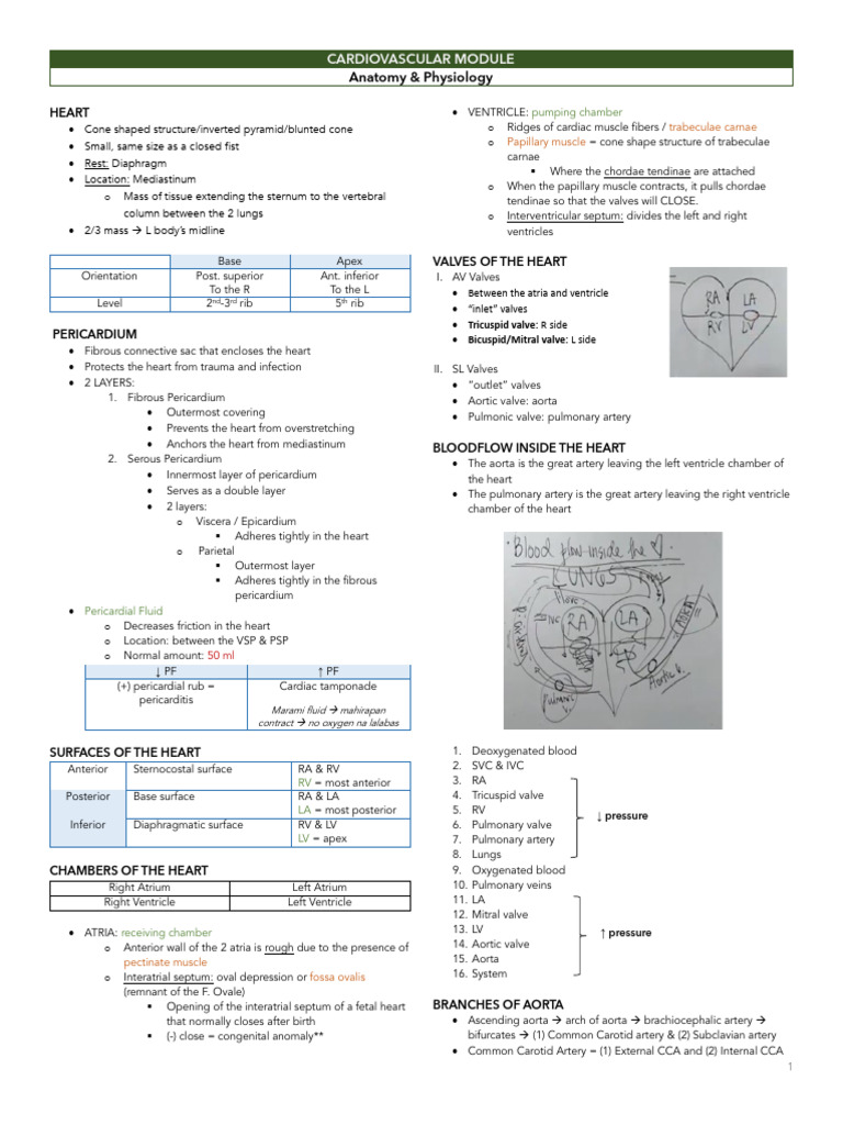 Cardiac Module - Cardio Anaphy | PDF | Diastole | Heart