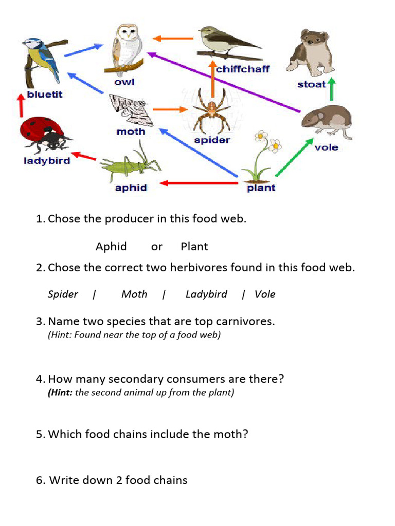 Food-web-WS-(easy) | PDF