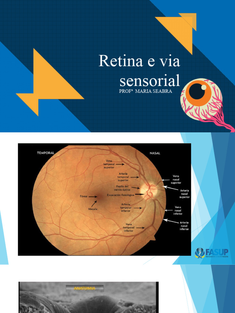 Anatomia da Retina e Suas Camadas | PDF | Sistema visual | Córtex cerebral