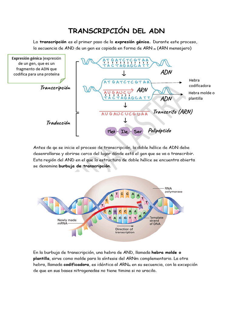 Transcripción Del Adn | PDF