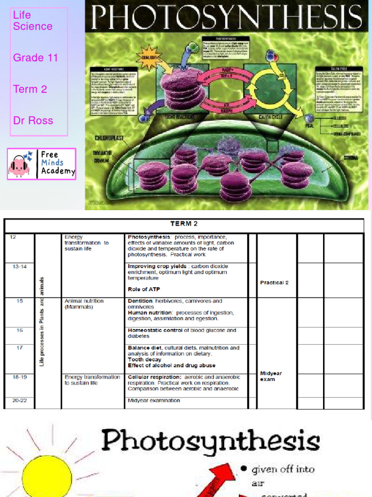 Lesson 1 - Photosynthesis - Part 1 - Term 2 - G11 - DR Ross | PDF ...