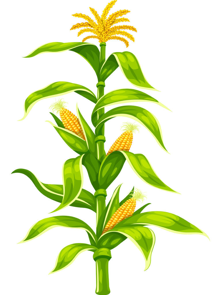 Corn Plant | PDF
