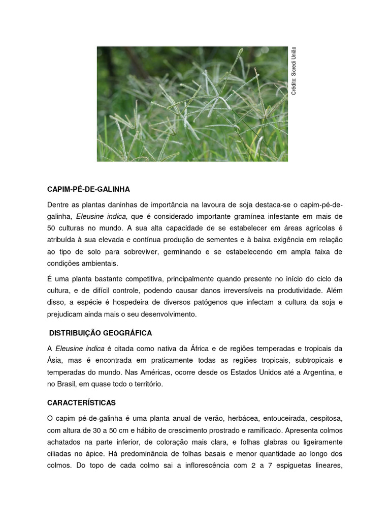 Capim-Pé-de-Galinha: Características e Controle | PDF | Agricultura ...
