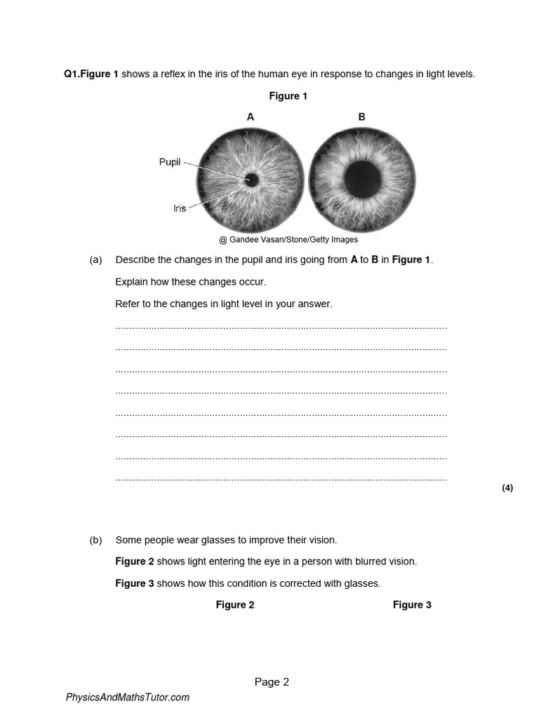 5.2 Human Nervous System 3 QP | PDF | Mental Chronometry | Eye