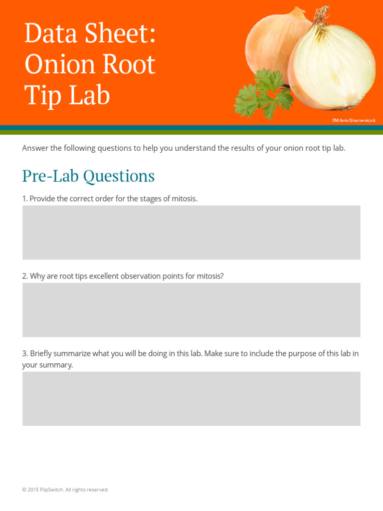 Virtual Onion Root Tip - Mitotic Index | PDF